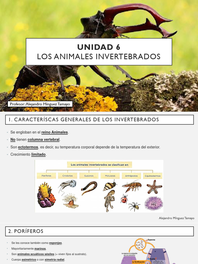 UNIDAD 6. Los animales invertebrados | PDF | Moluscos | Pulpo