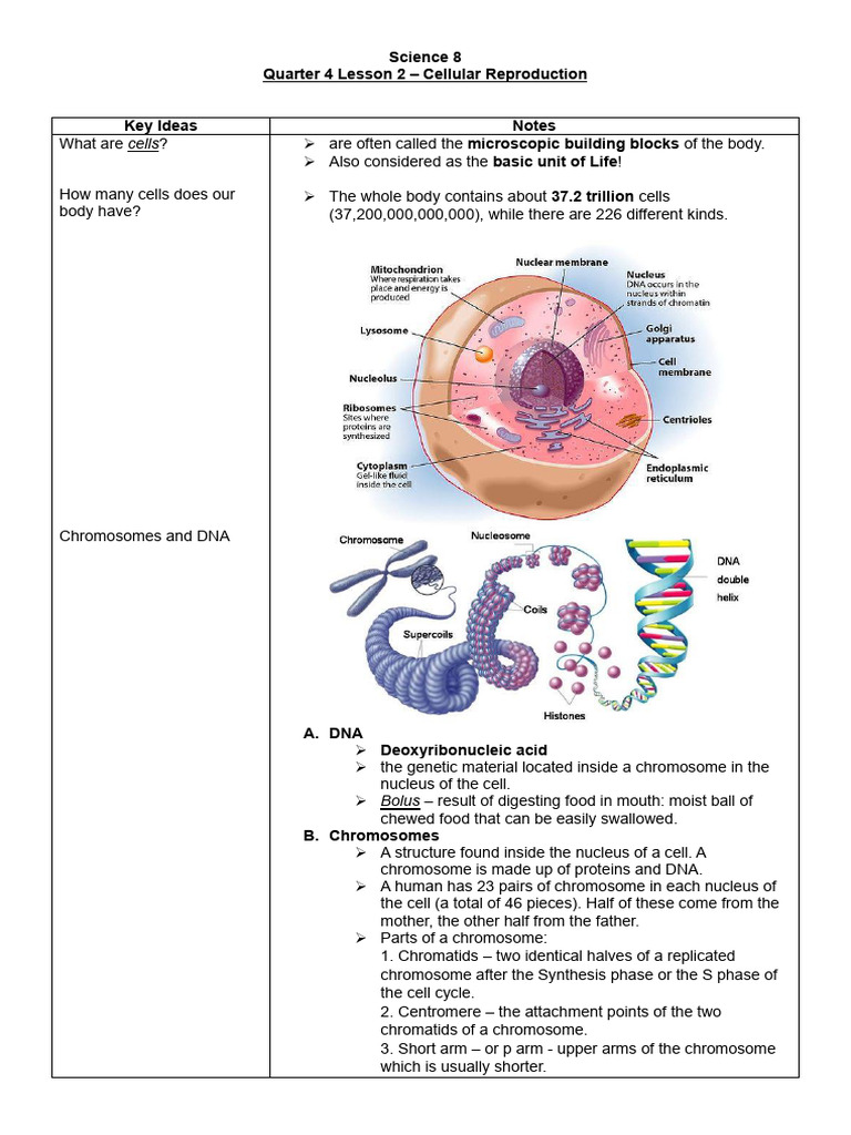 Guided Notes Cellular Reproduction | PDF | Mitosis | Chromosome