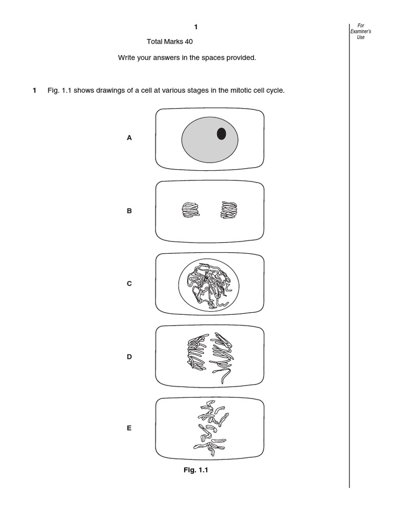 Bio P2 2024 QP | PDF | Cell (Biology) | T Cell