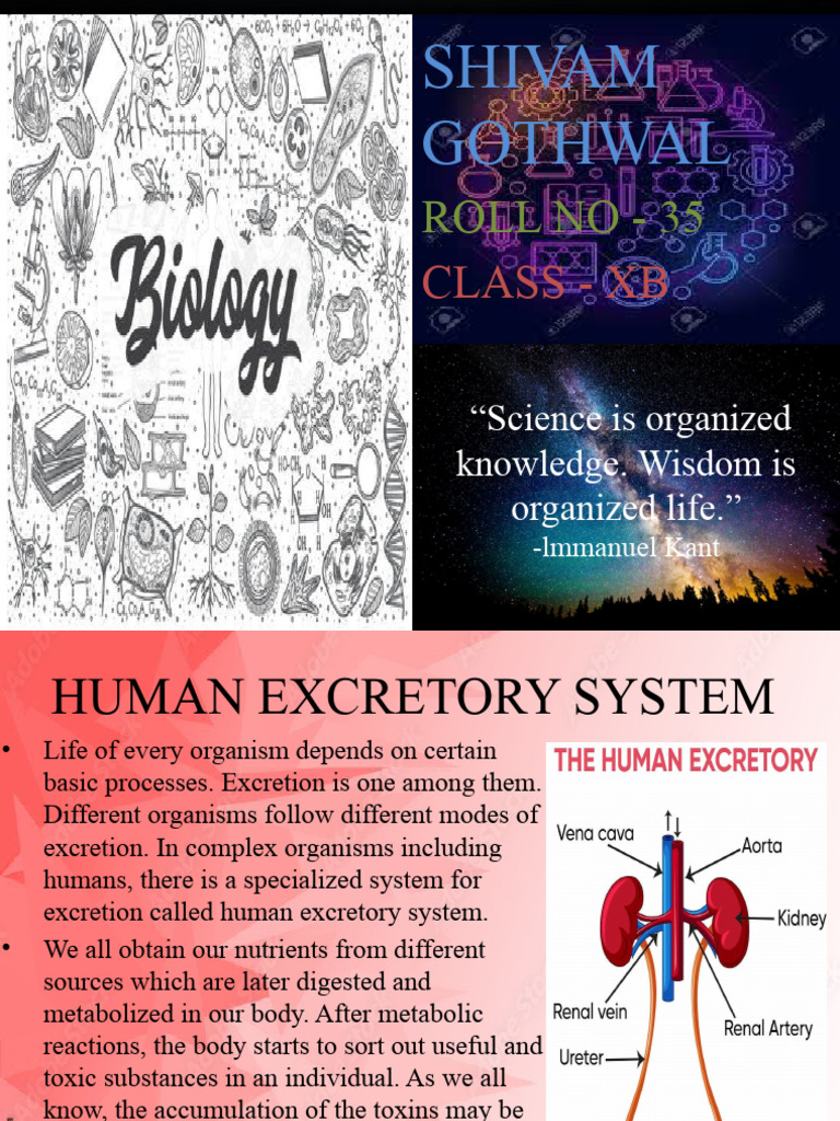 Human Excretory System | PDF | Kidney | Urinary System