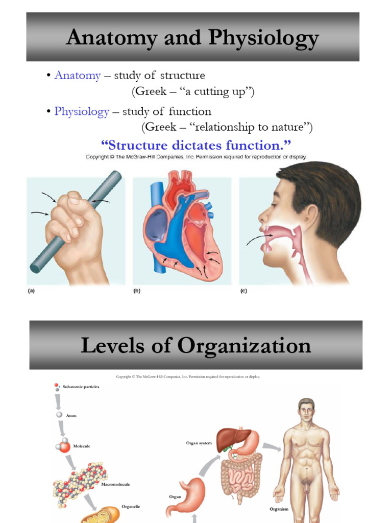 Human Physiology Reading Materials | PDF | Homeostasis | Human Body