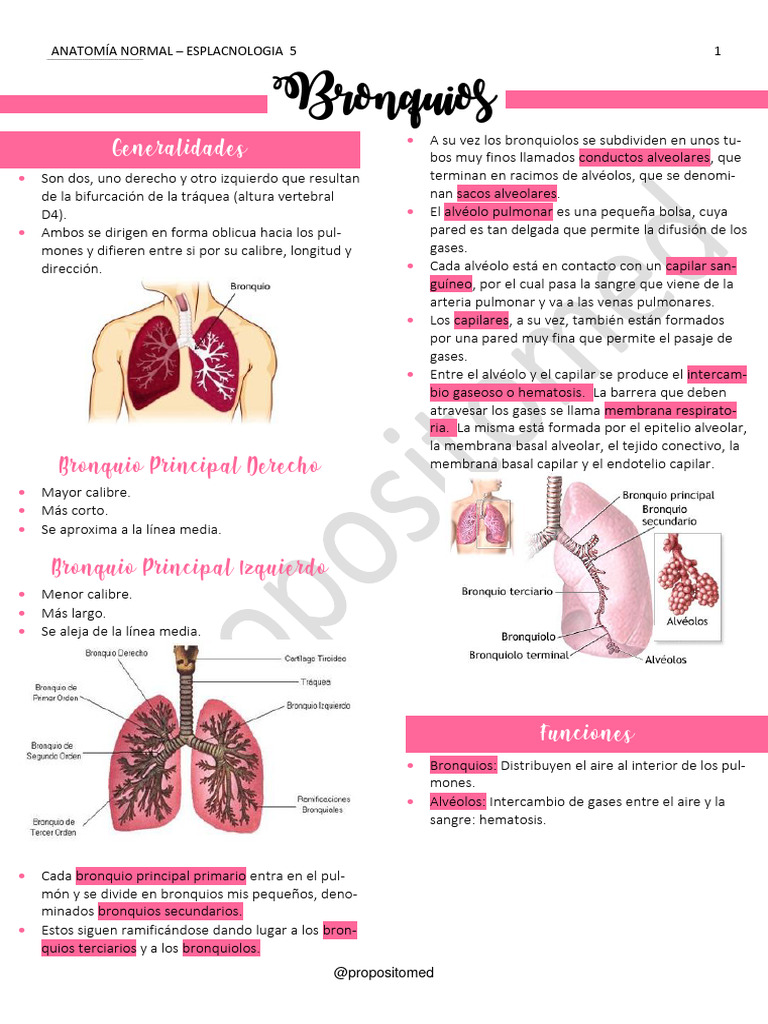 5 - Bronquios | PDF | Pulmón | Capilar