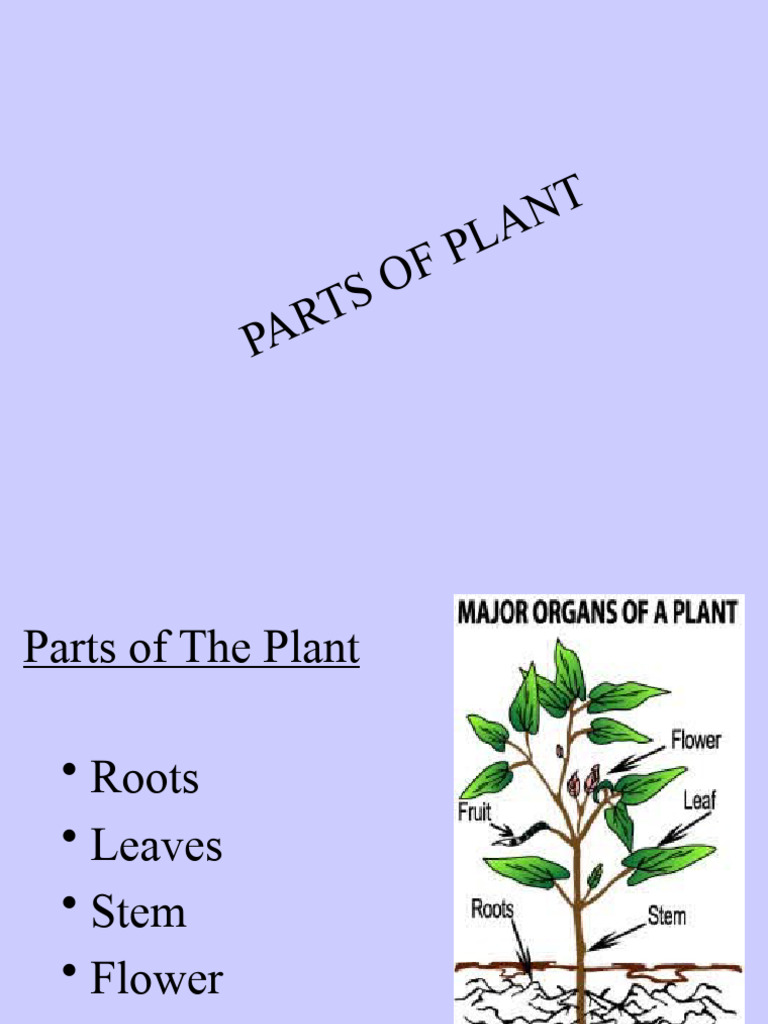 Plant Organs and Their Modifications | PDF | Leaf | Root
