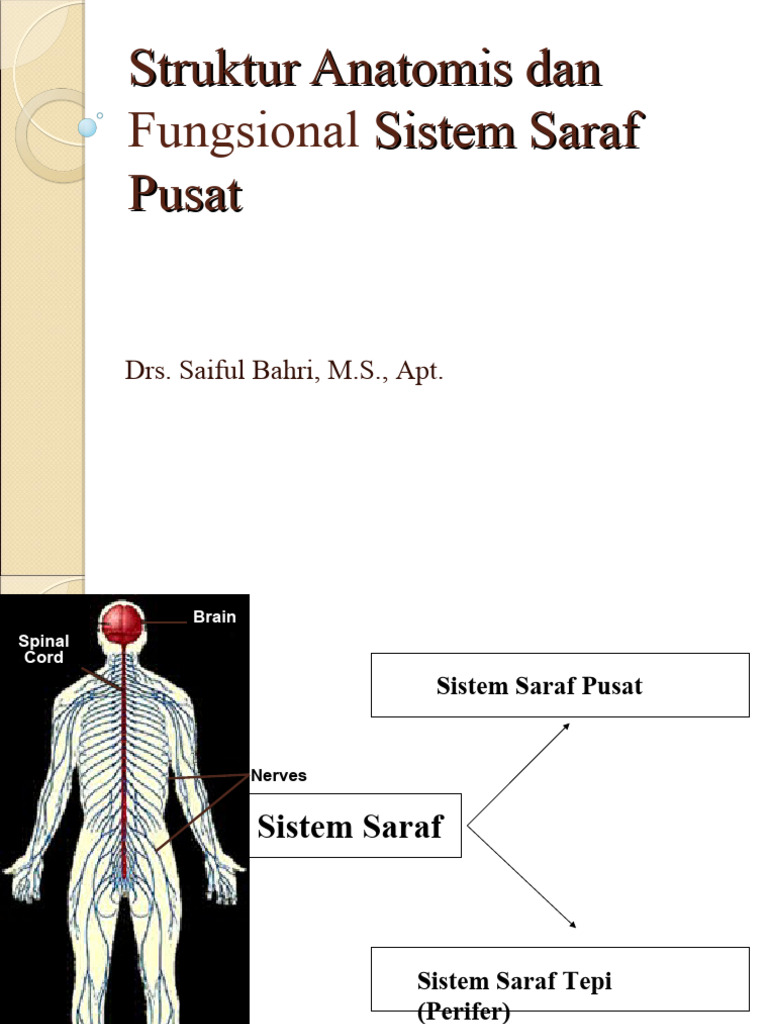 Struktur anatomis dan fungsional sistem Syaraf Pusat (SSP 1) | PDF