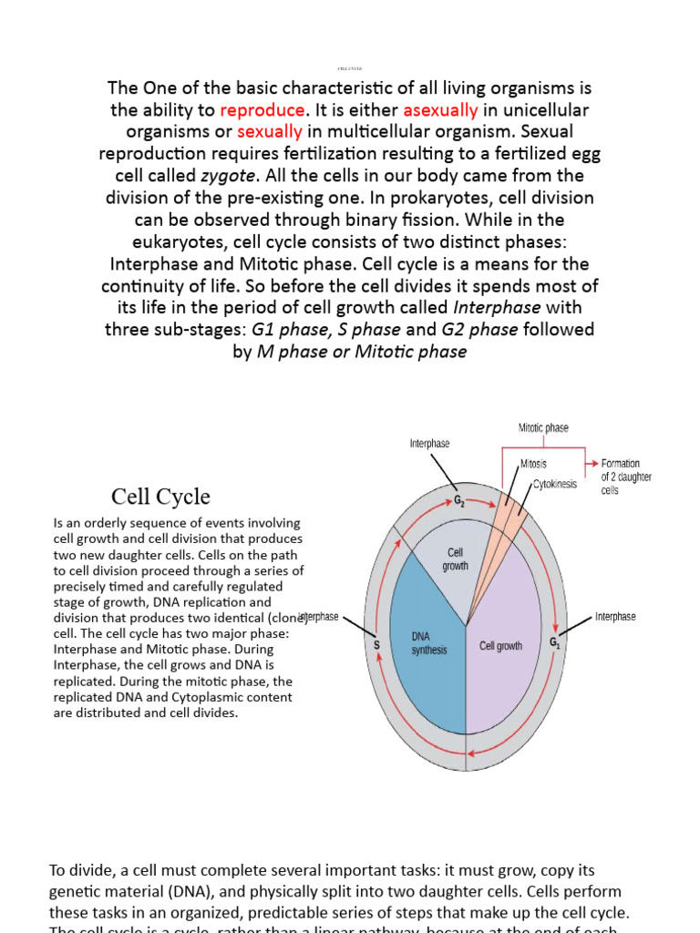 Understanding the Cell Cycle Phases | PDF | Mitosis | Cell Cycle