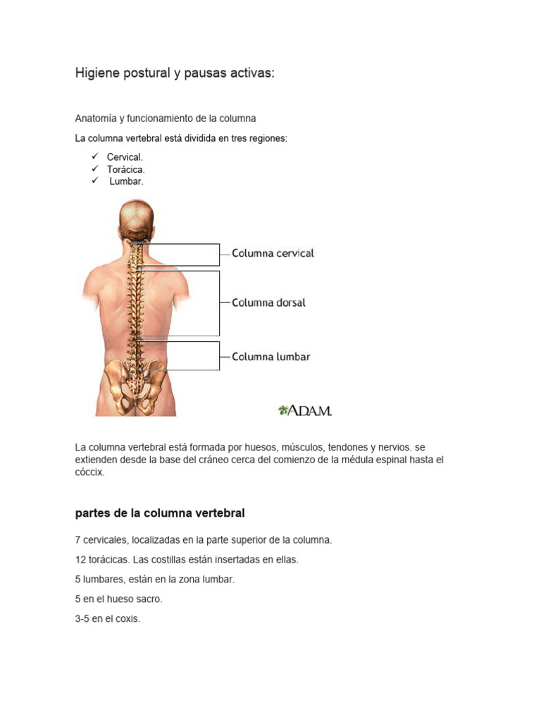 Higiene postural y pausas activas | PDF | Dolor lumbar | La columna ...
