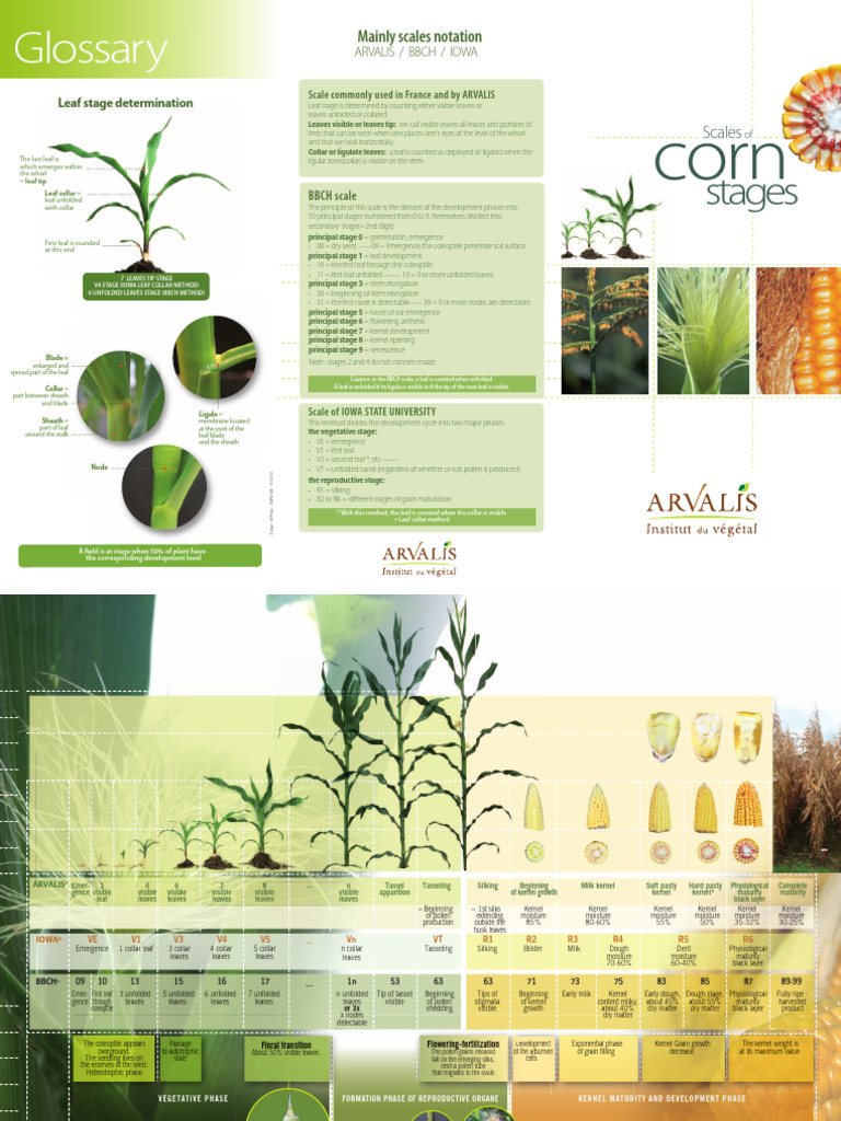 Scales of Corn Stages Arvalis | PDF | Leaf | Seed