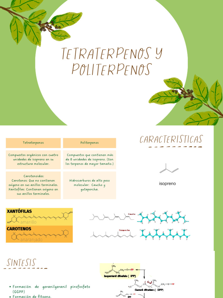 Tetraterpenos y Politerpenos: Funciones y Usos | PDF | Biología ...