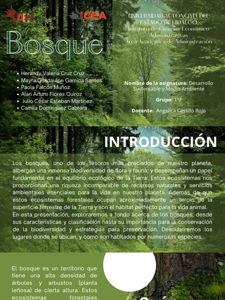 Bos Ques | PDF | Los bosques | Arboles