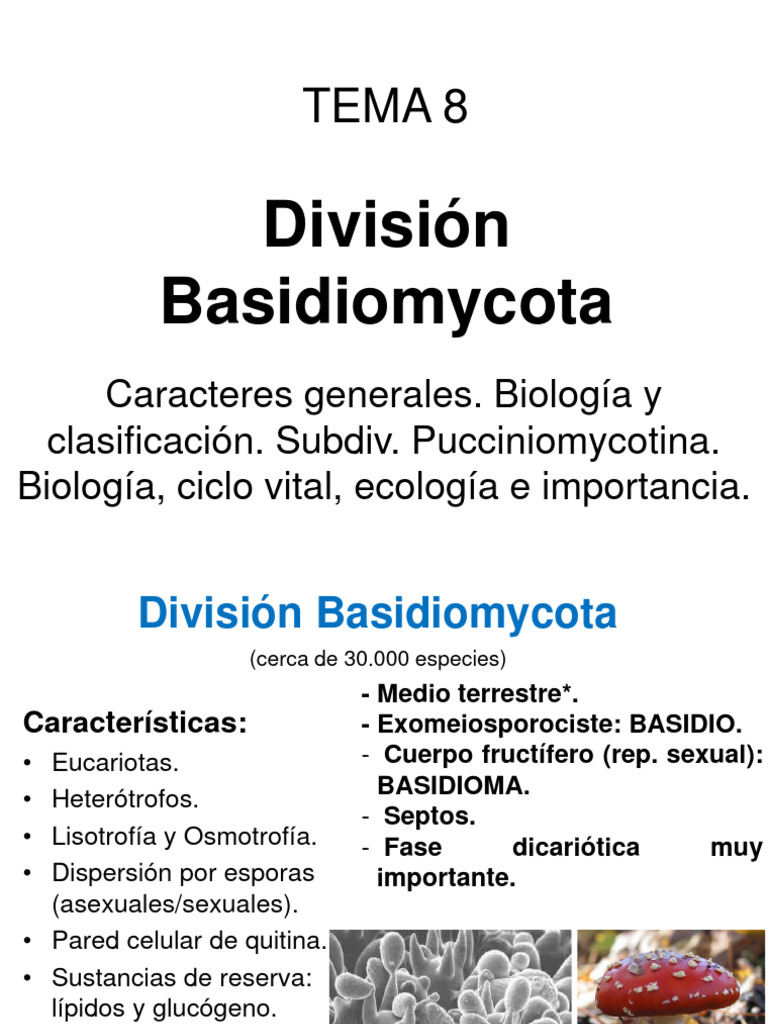 Características y ciclo de Basidiomycota | PDF | Micología | Organismos