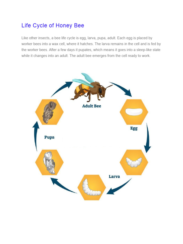 Life Cycle of Honey Bee | PDF