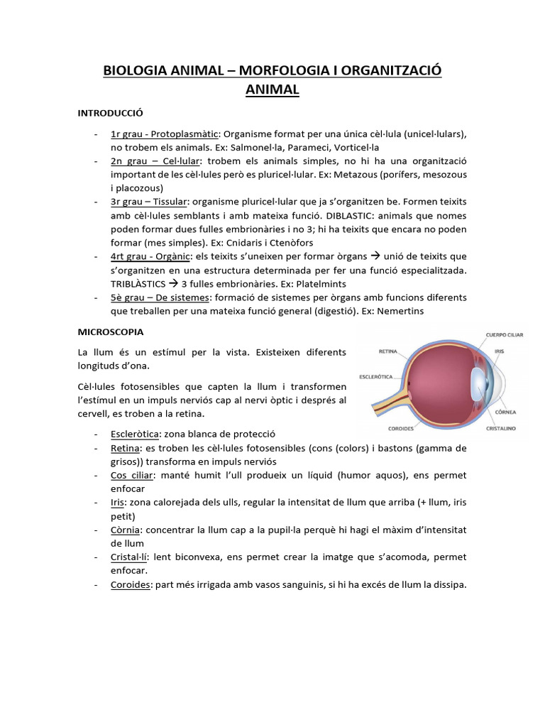BIOLOGIA ANIMAL - Morfologia I Organització Animal | PDF