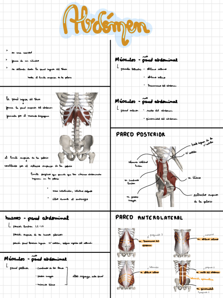 Anatomía de la Pared Abdominal | PDF | Abdomen | Pelvis