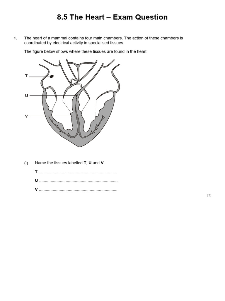 8.5 The Heart - Exam Question | PDF | Heart | Atrium (Heart)