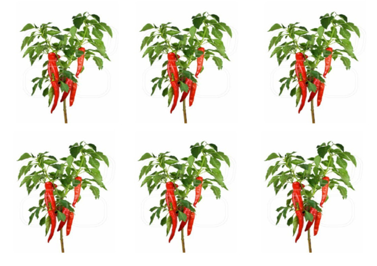Imagen de Planta de Ají | PDF