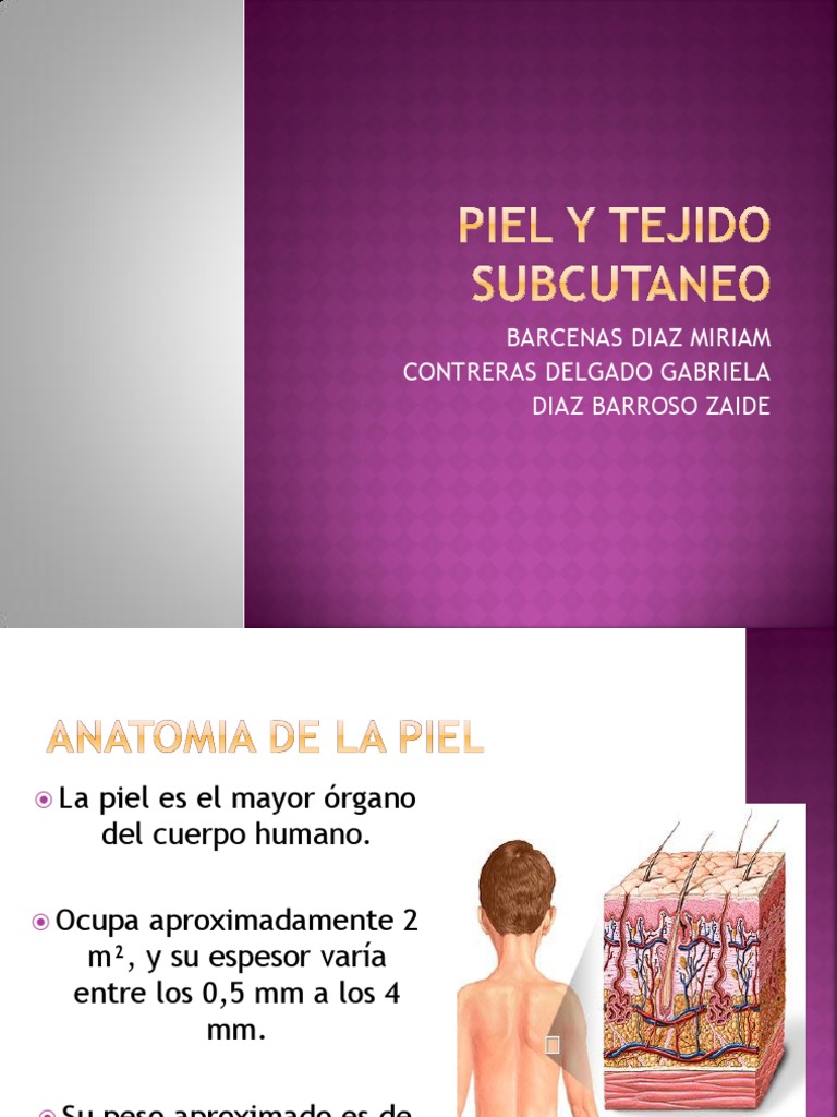 Piel y Tejido Subcutaneo | Piel | Anatomía