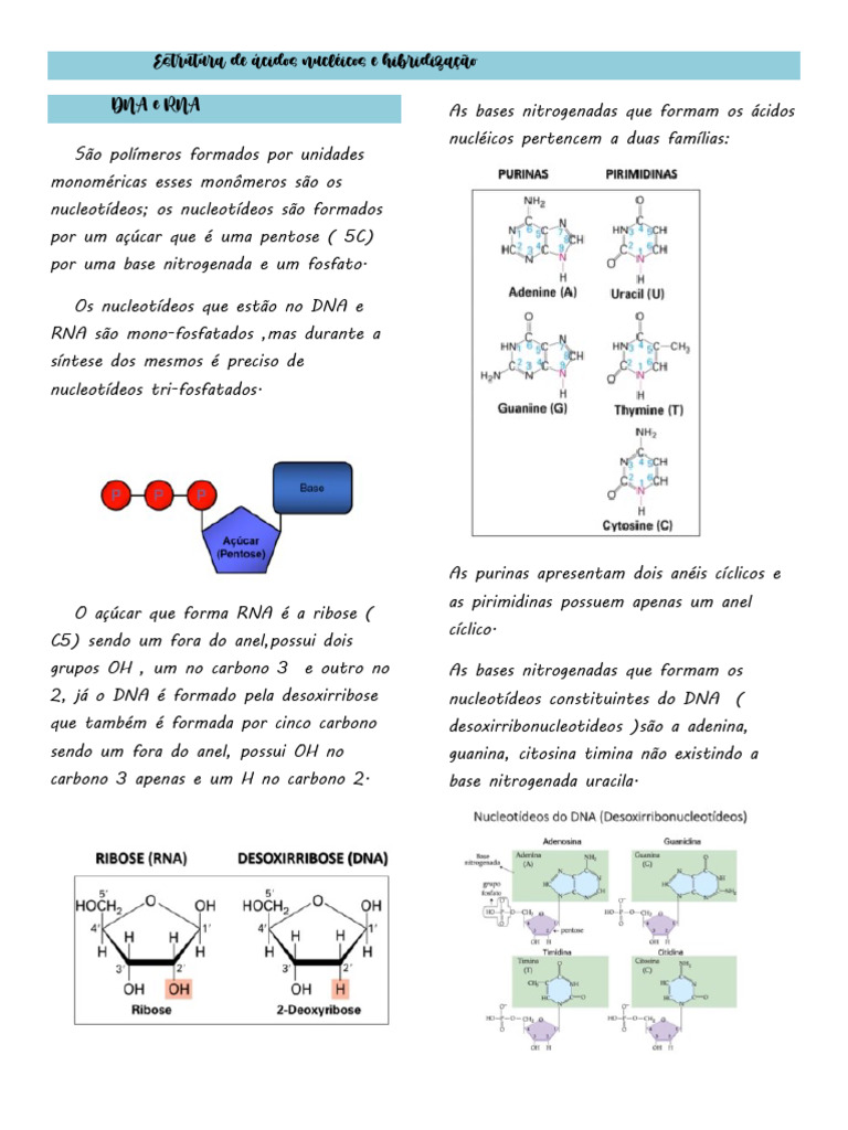 Estrutura de Ácidos Nucleicos e Hibridização | PDF | Nucleotídeos | DNA