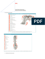 A34 Compartimentos Musculares Del Brazo y Antebrazo DR Daniel Lopez ...