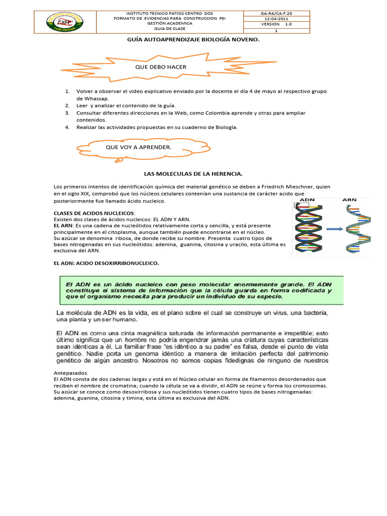 Guia Adn y Arn | PDF | Adn | Ácidos nucleicos