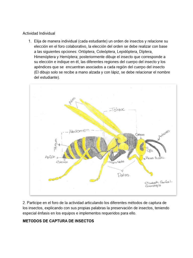 Morfologia y Anatomia de Los Insectos | PDF | Reproducción | Insectos