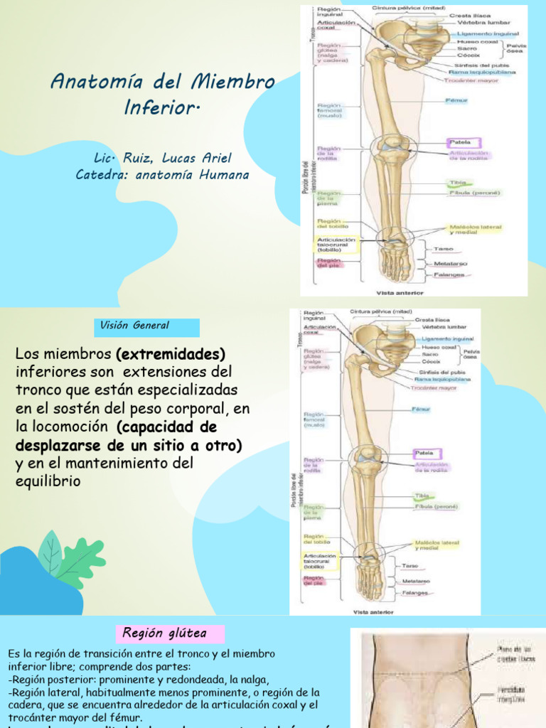 Clase #10 Anatomia Del Miembro Inferior | PDF | Pelvis | Rodilla
