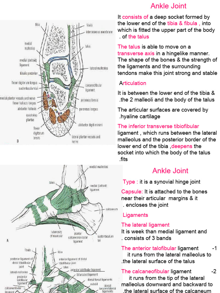 Ankle Joint | Download Free PDF | Ankle | Skeletal System