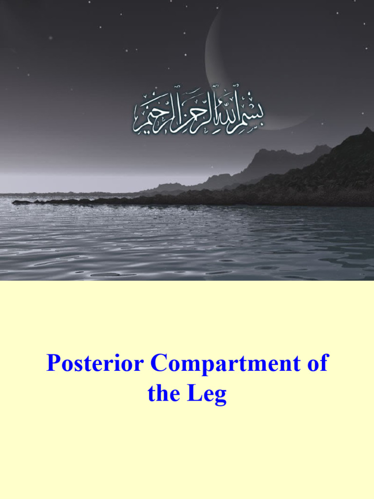 Back of Leg | PDF | Human Leg | Foot