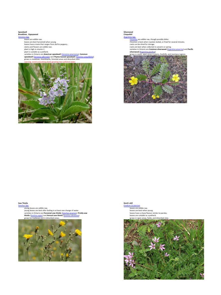 Edible Wild Plants of Ontario Guide | PDF | Mentha | Lilium