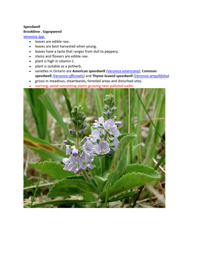 EdiblePlants Editable | PDF | Mentha | Plants