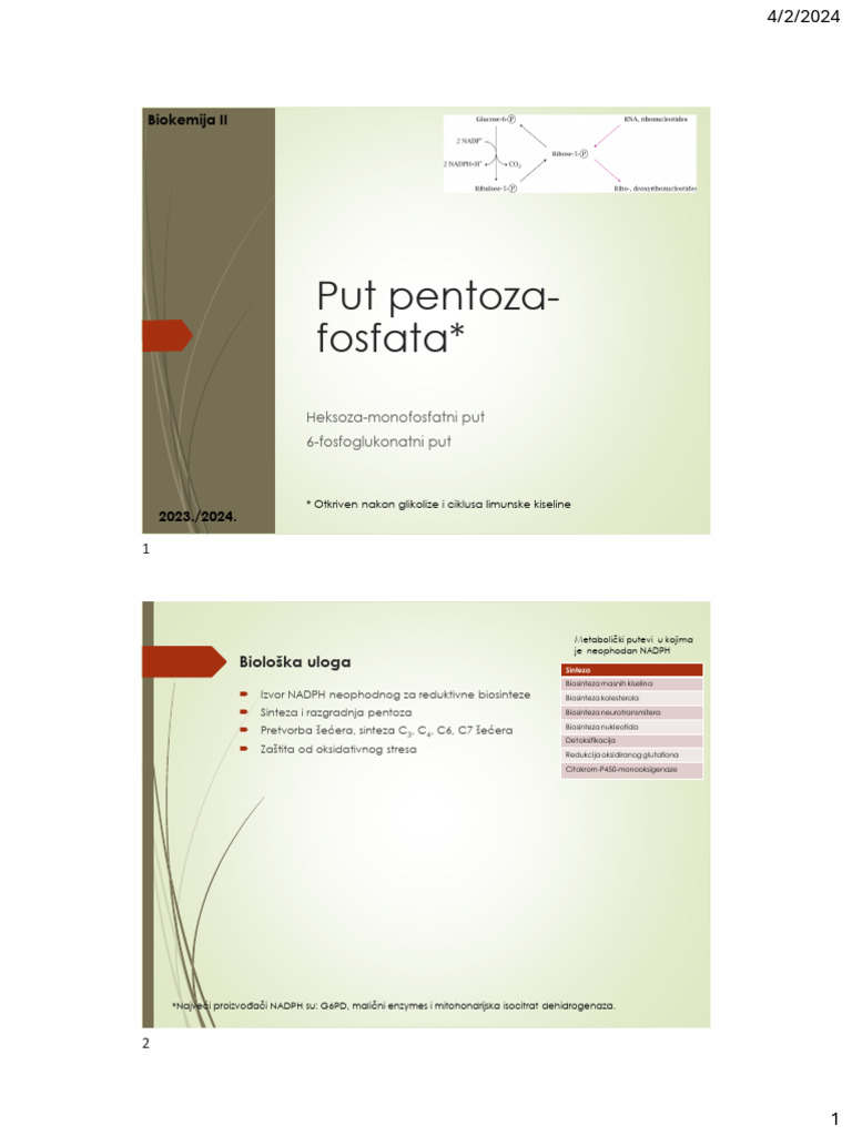 Ciklus Pentoza Fosfat - 2023 - 2024 - MLD | PDF