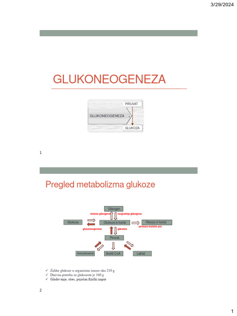 P8 Glukoneogeneza 2023 2024 | PDF