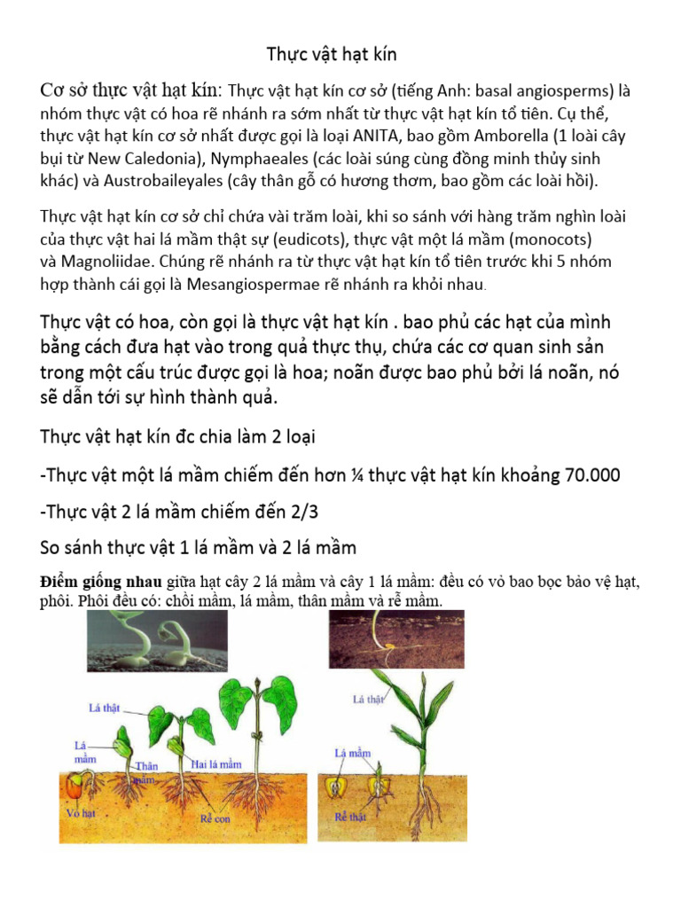 Thực vật hạt kín | PDF