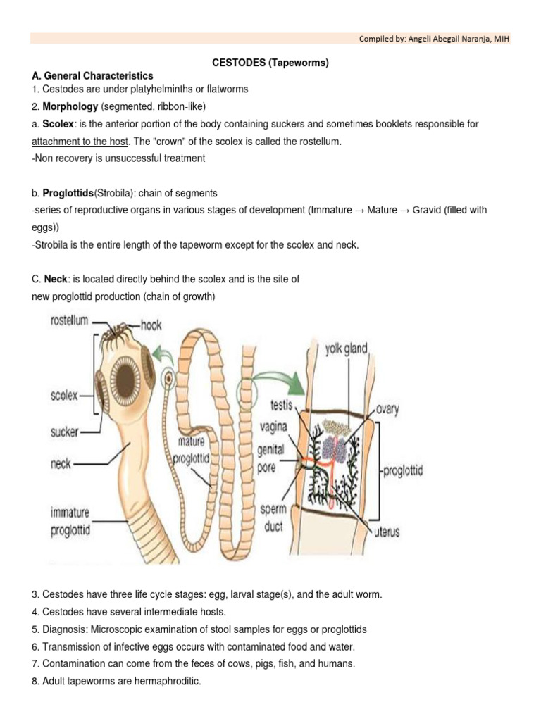 CESTODES (Tapeworms) | Download Free PDF | Microbiology | Medical Specialties