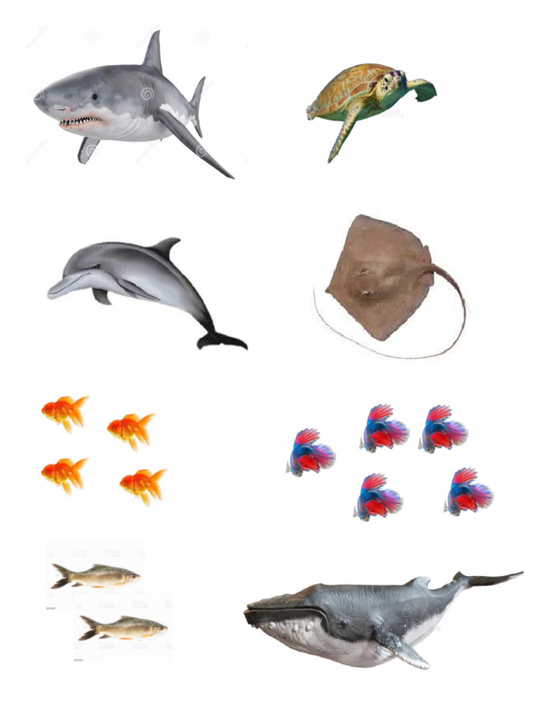 Animales Terrestre Aereos y Aguaticos 2 | PDF