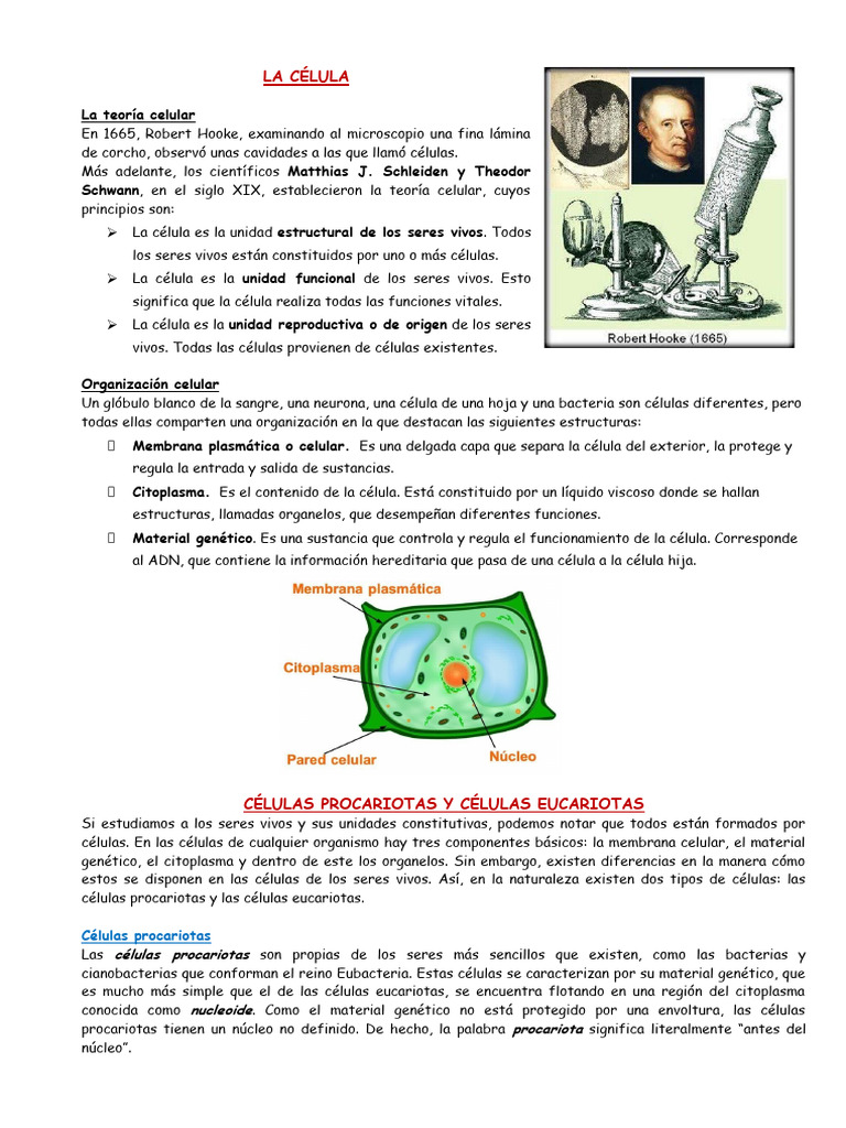 Ficha de SESIÓN 2 - Los seres vivos están formadas por células_030557 ...
