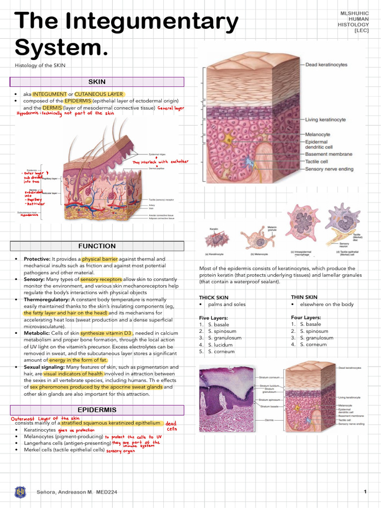 MLSHUHIC - Lesson 3 - The Integumentary System | PDF | Skin | Integumentary System