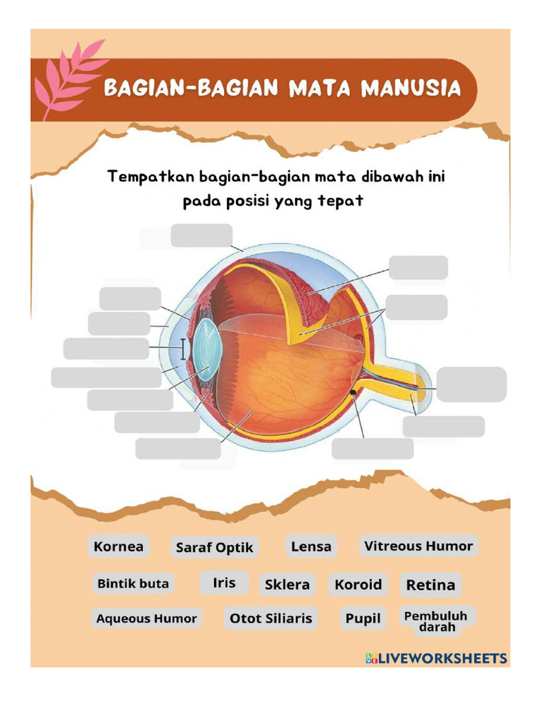 LKPD Bagian Mata | PDF