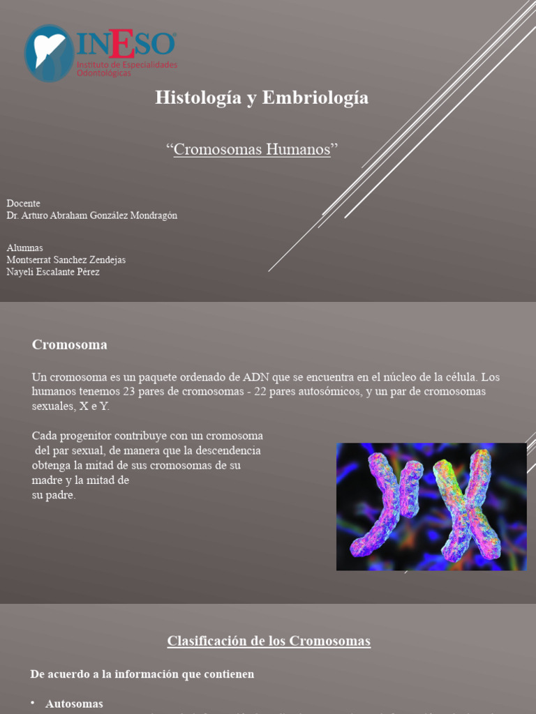 Cromosomas Humanos4° | PDF | Cromosoma | Cariotipo