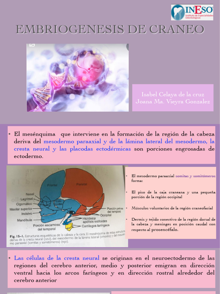 Embriogénesis y Anomalías del Cráneo | PDF | Cráneo | Anatomía