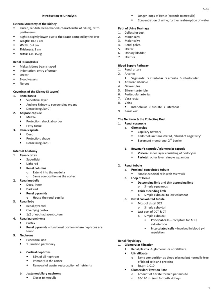 Kidney Anatomy and Urinalysis Overview | PDF | Kidney | Angiotensin