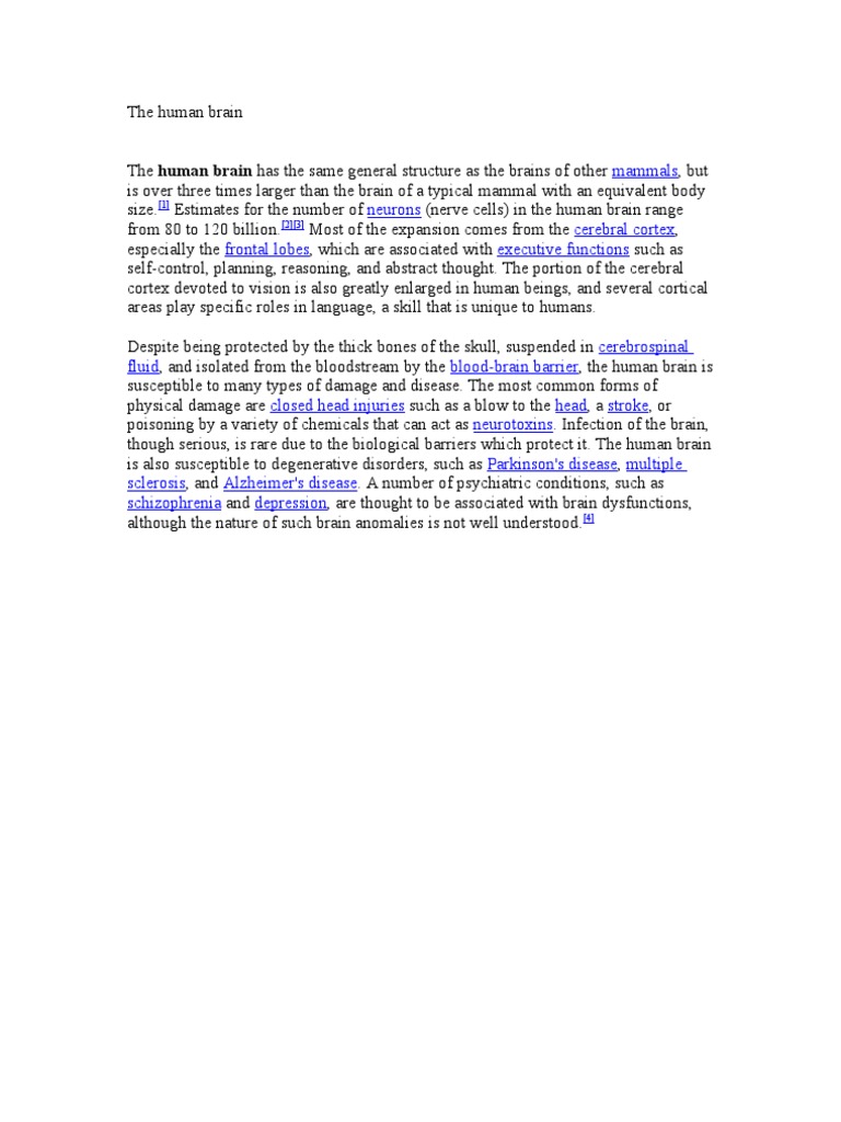 The Human Brain | PDF