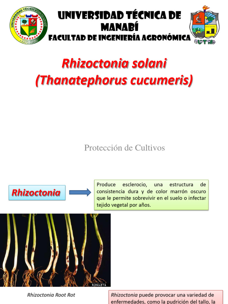 Rizoctonia-Thanatephorus Cucumeris | PDF | Patata | Tallo de la planta