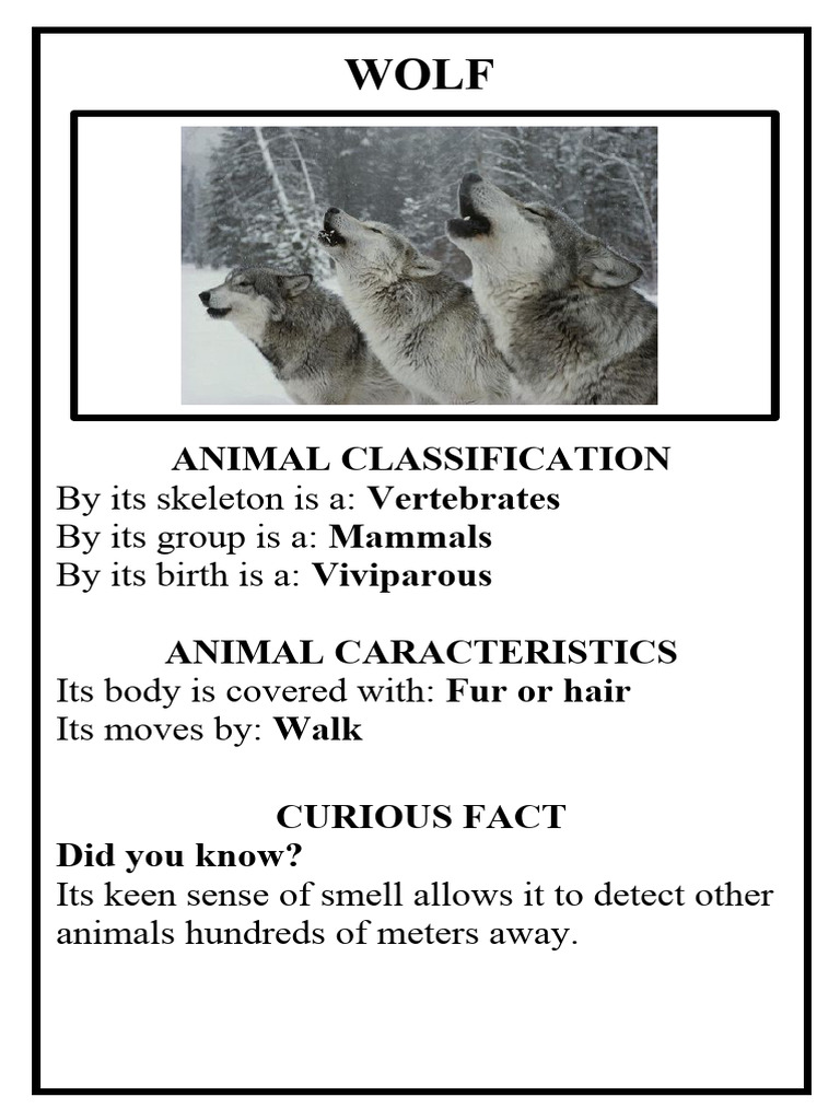 Wolf Classification and Characteristics | PDF