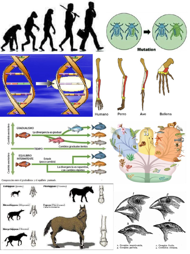 Biologia Evolucion | PDF