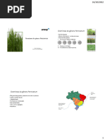 Capim-Buffel: Características e Cultivo | PDF | Brasil | Plantas