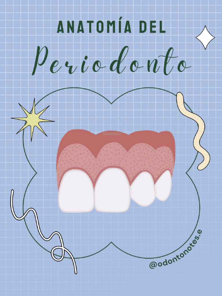 Anatomía Del Periodonto | PDF | Epitelio | Diente