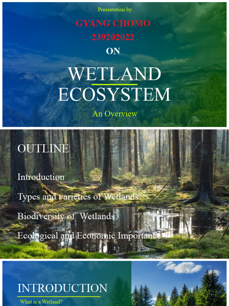 Overview of Wetland Ecosystems | PDF | Wetland | Swamp