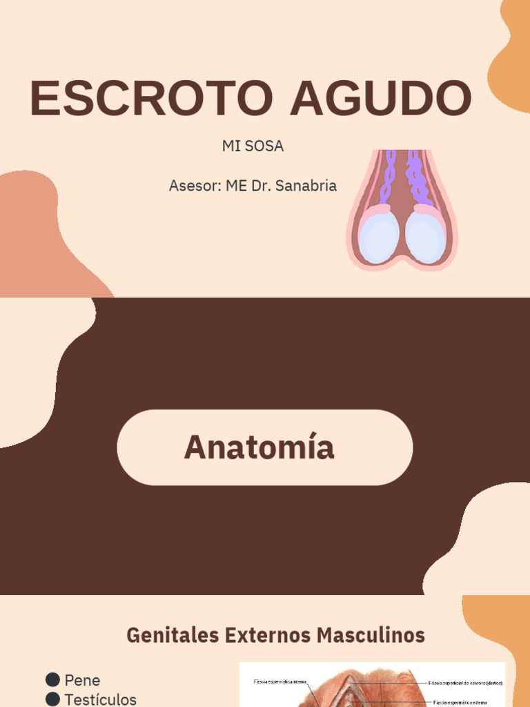 Escroto Agudo LS.pdf | PDF | Especialidades Medicas | Enfermedades y ...