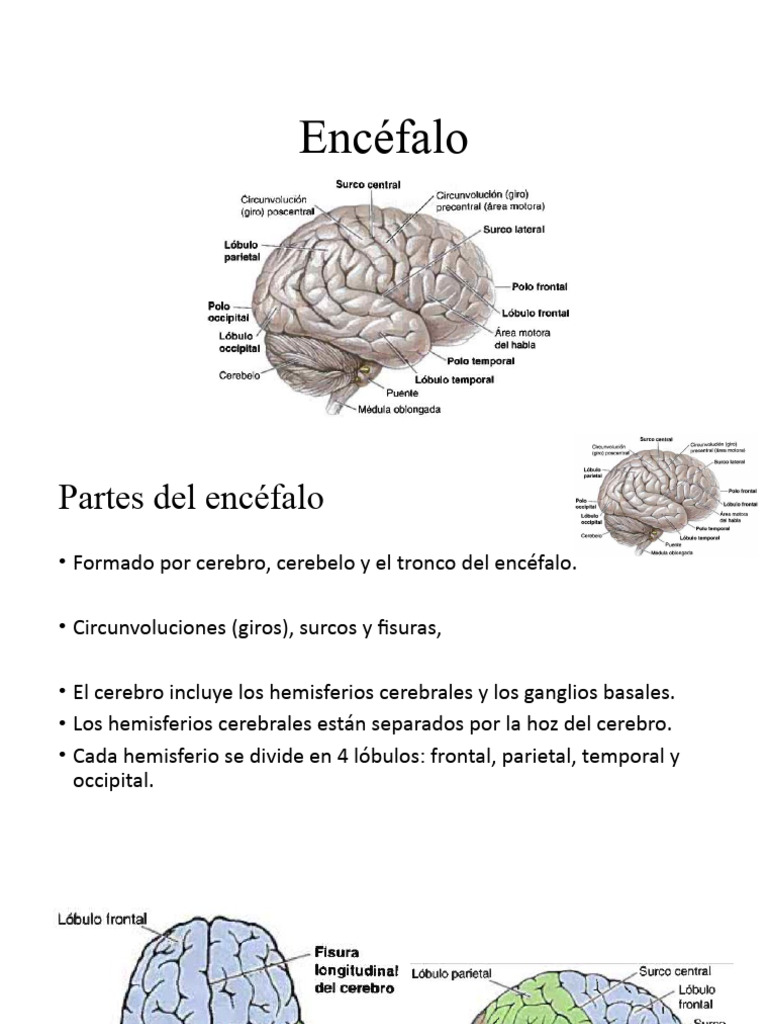 Encefalo | PDF | Fluido cerebroespinal | Cerebro