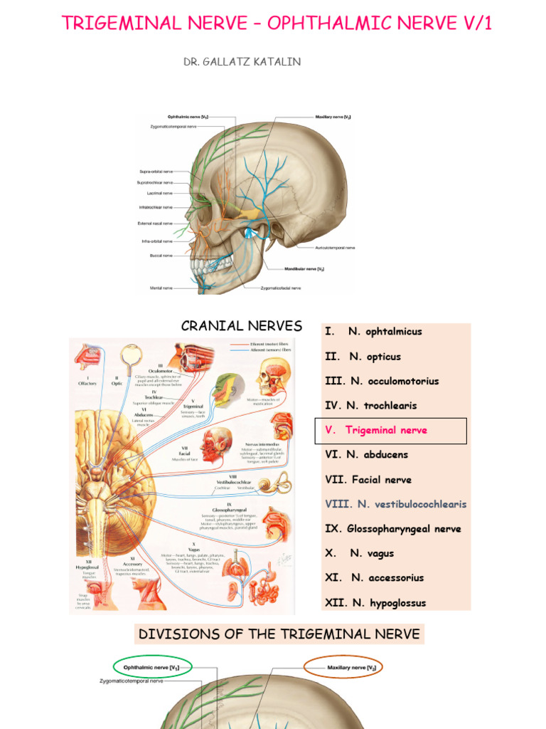 GK Trigeminal Nerve Ophthalmic Division EDII. 2017 | PDF ...